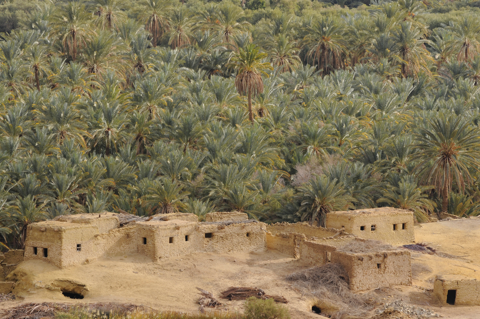 Siwa Oasis, Land Of Palm Trees – Rocky Family Tours